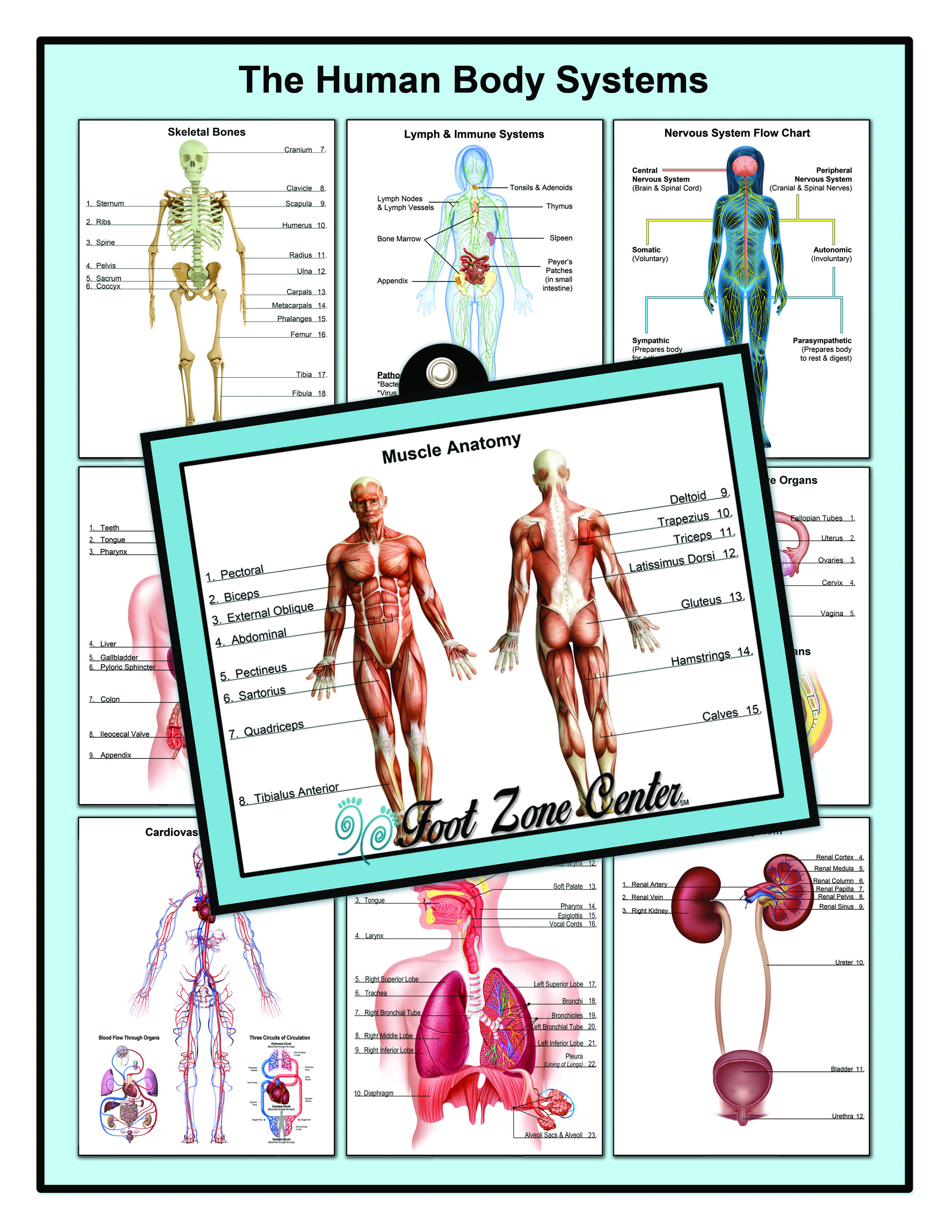 Human Body Systems Chart